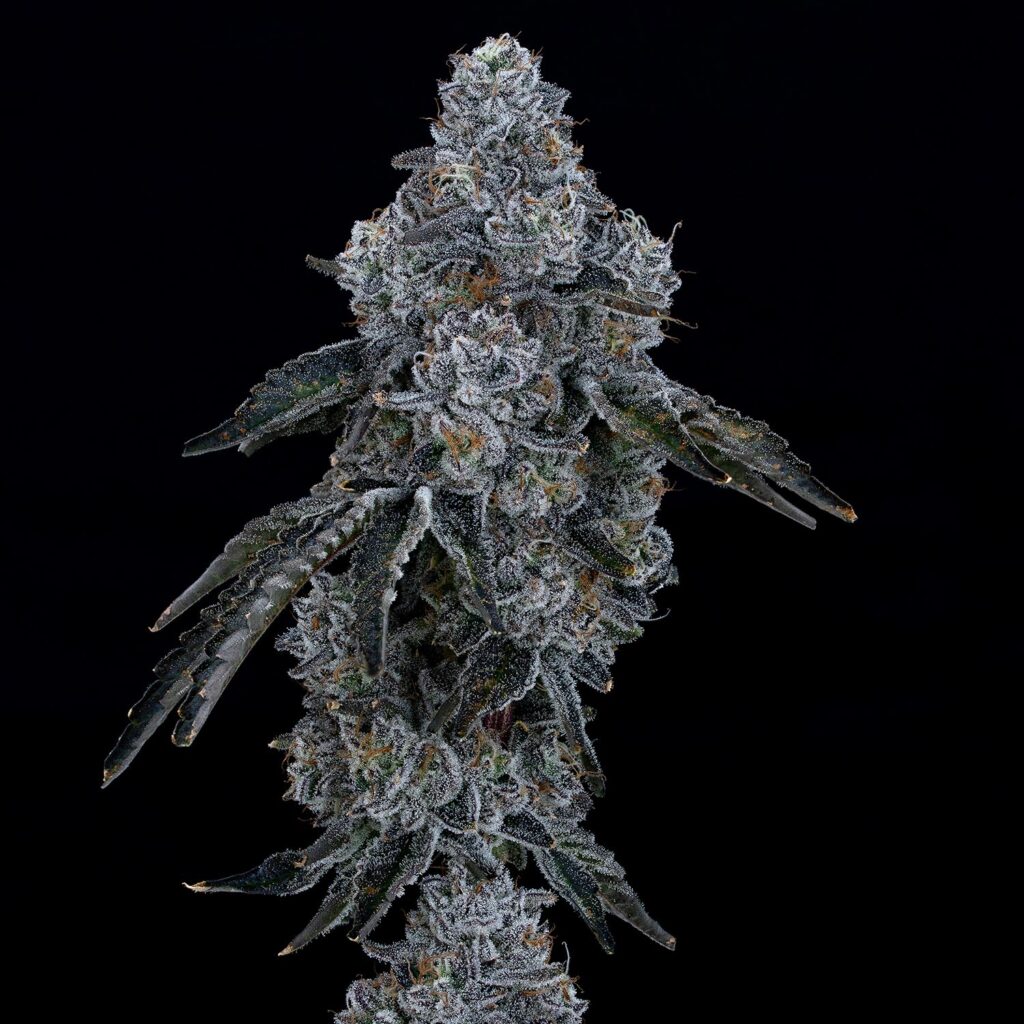 Dulce De Uva Strain | Lifted Dispensary Buchanan, MI