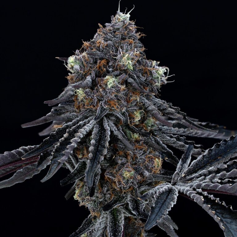 Dulce De Uva Strain | Lifted Dispensary Buchanan, MI