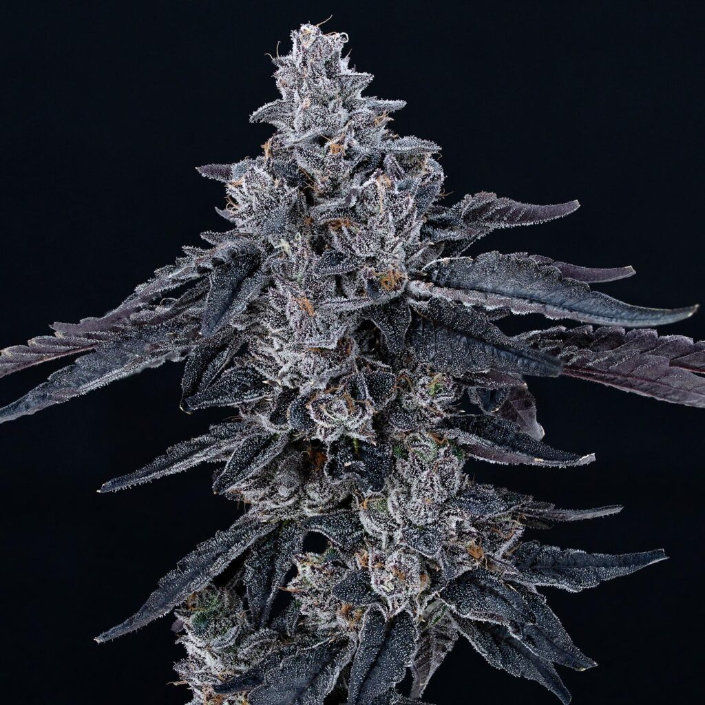 Cannabis Strains | Lifted Dispensary Buchanan, MI