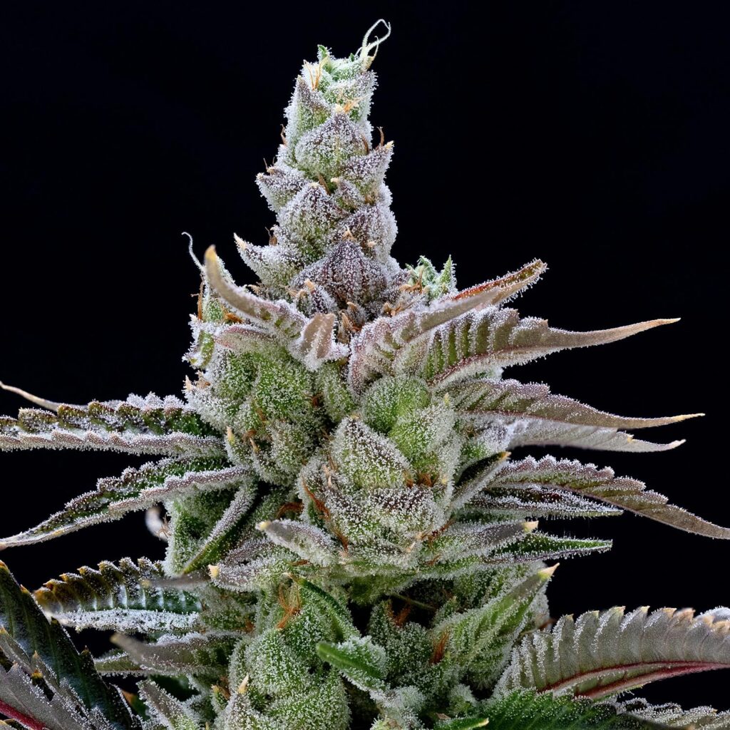 Smoke Lifted Dispensary - Dispensary in Buchanan, Michigan